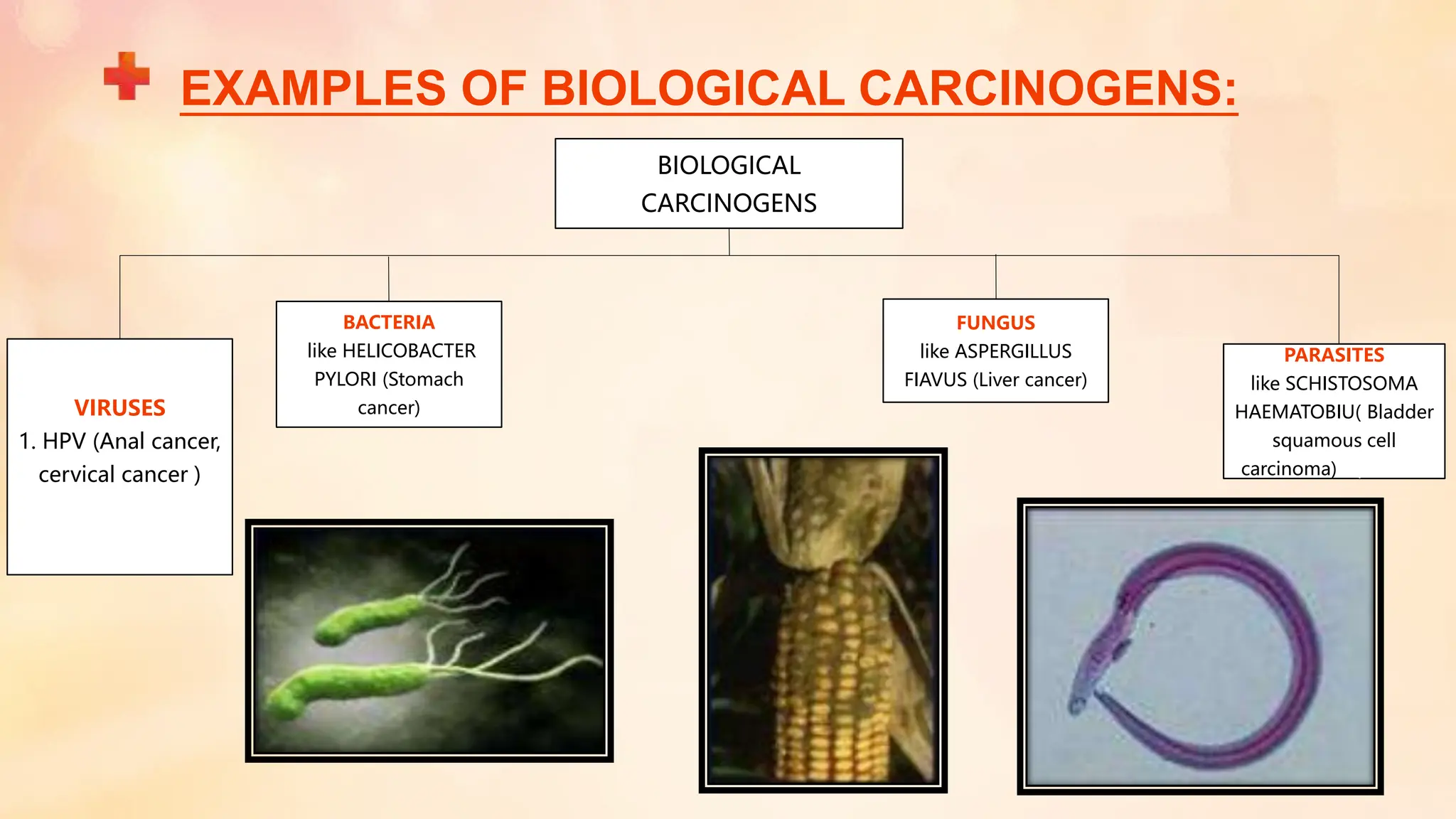 CARCINOGENS and it's types chemical,physical and biological carcinogens ...