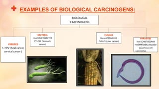 CARCINOGENS and it's types chemical,physical and biological carcinogens ...