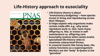 Evolution of eusociality in Honey bees.pptx