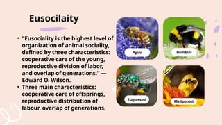 Evolution of eusociality in Honey bees.pptx