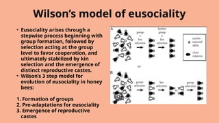 Evolution of eusociality in Honey bees.pptx