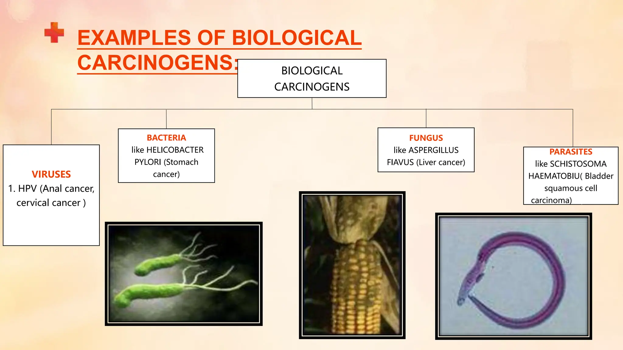 Carcinogens presentation ppt introduction of carcinogens and types of carcinogens ,physical ...