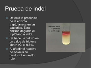 Aislamiento e identidicaccion de microorganismos | PPTX