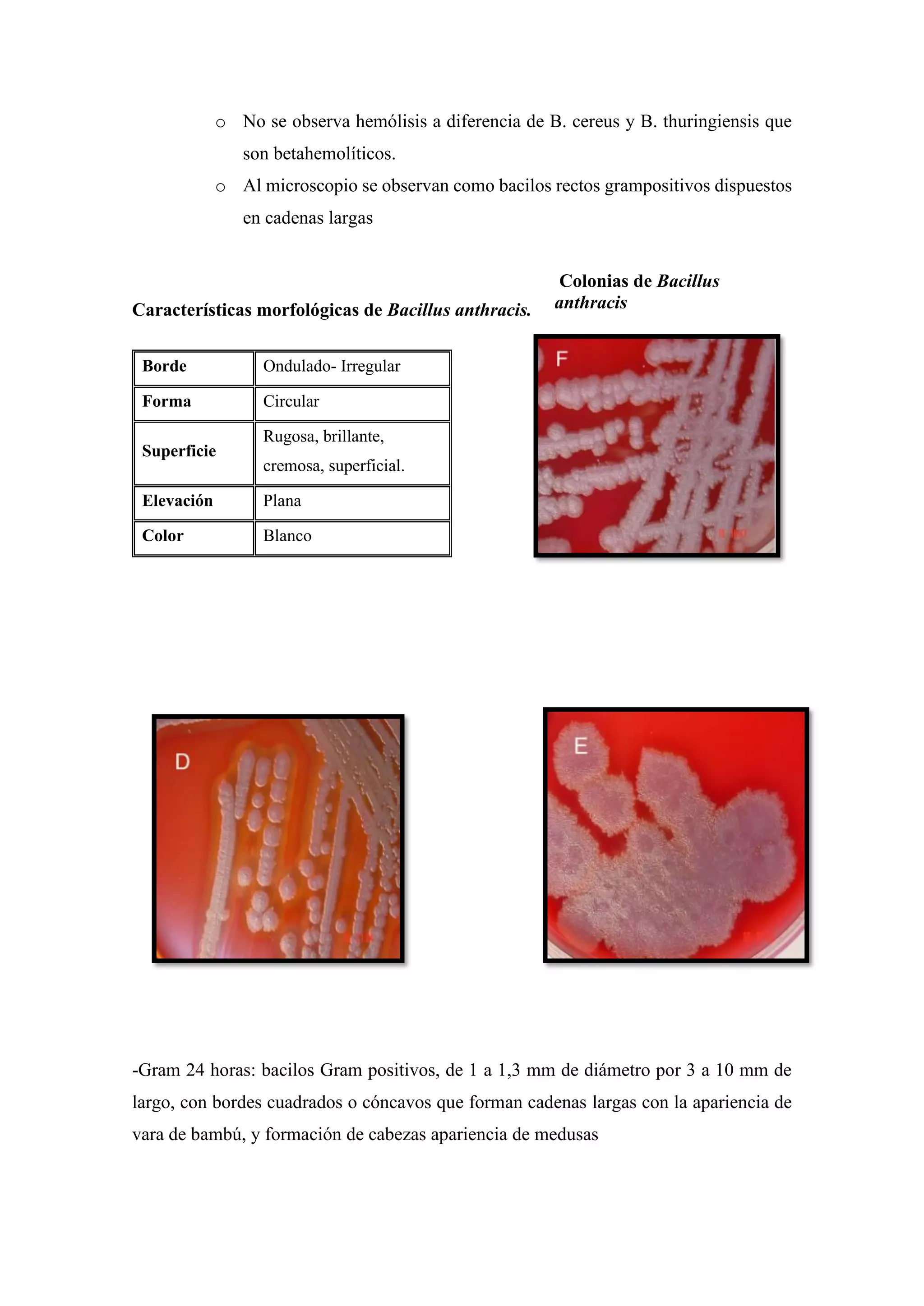 Aislamiento e identificación de Bacillus y Clostridium.pdf