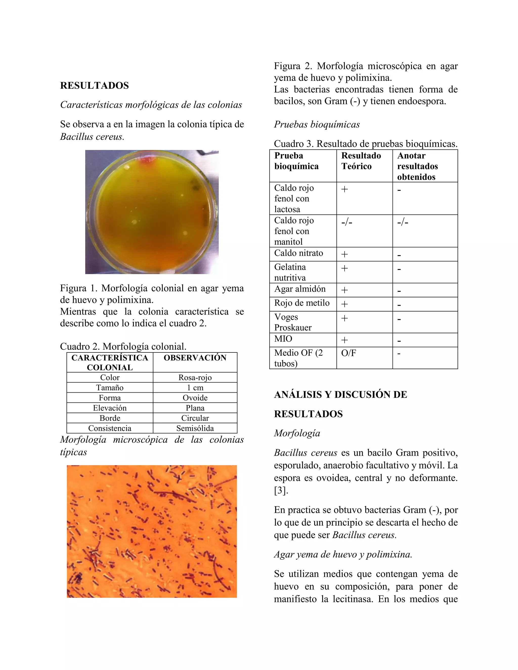Aislamiento e identiicacion de bacillus cereus. | PDF