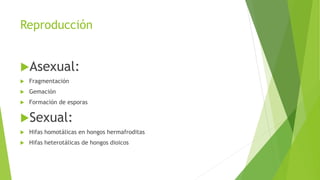 Aislamiento y cultivo de hongos filamentosos y levaduras | PPTX