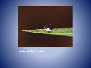 surface tension power point presentation | PPTX