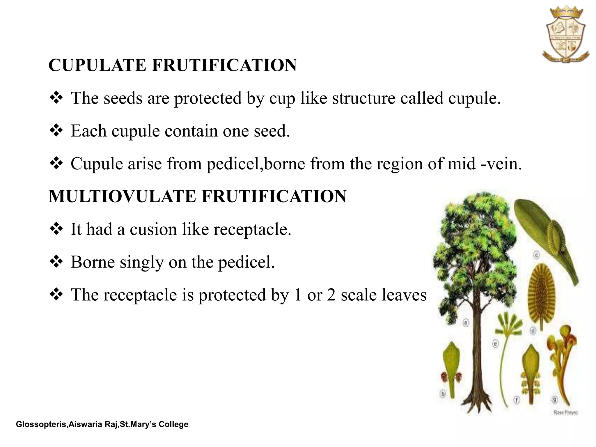Botony-PREDOMINANT GYMNOSPERMS: GLOSSOPTERIS | PPTX