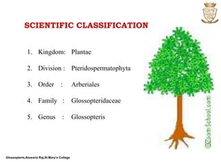 Botony-PREDOMINANT GYMNOSPERMS: GLOSSOPTERIS | PPTX
