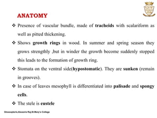 Botony-PREDOMINANT GYMNOSPERMS: GLOSSOPTERIS | PPTX