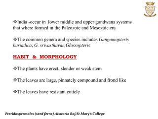 Botany:Pteridospermales (Seed Ferns) | PPTX | Gardening | Home & Garden