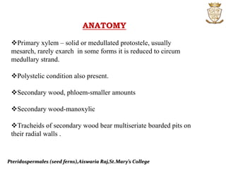 Botany:Pteridospermales (Seed Ferns) | PPTX