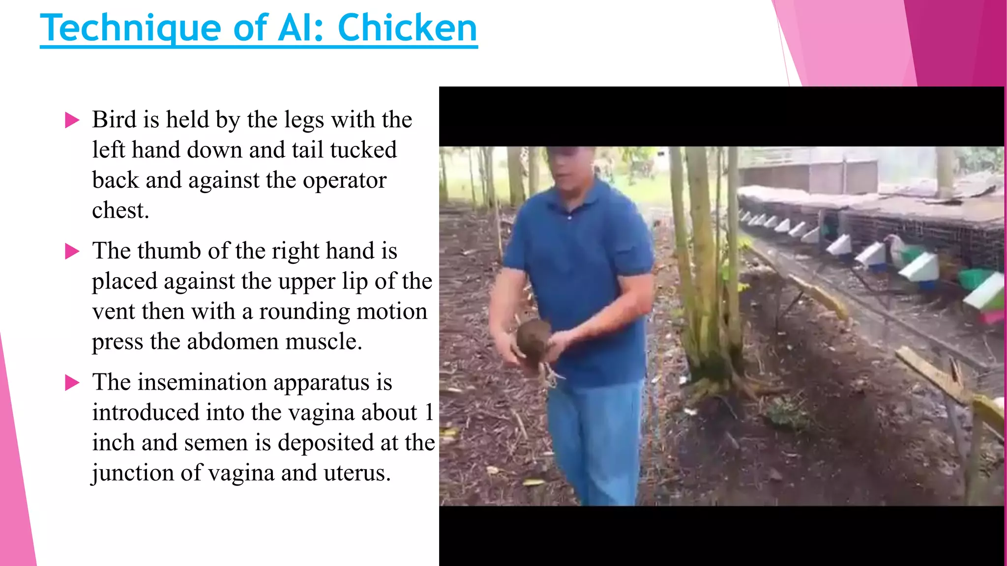 Techniques of Artificial Insemination in Cow, Doe, Ewe and Chicken | PDF