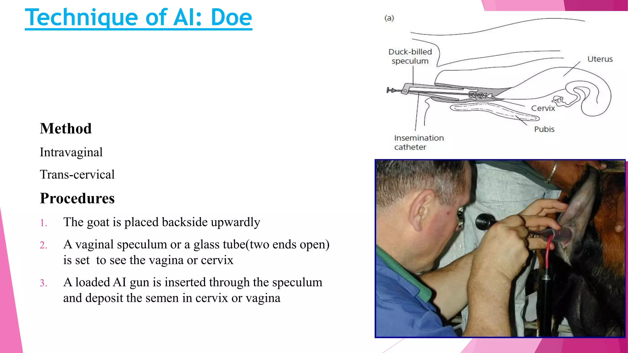 Techniques of Artificial Insemination in Cow, Doe, Ewe and Chicken | PDF