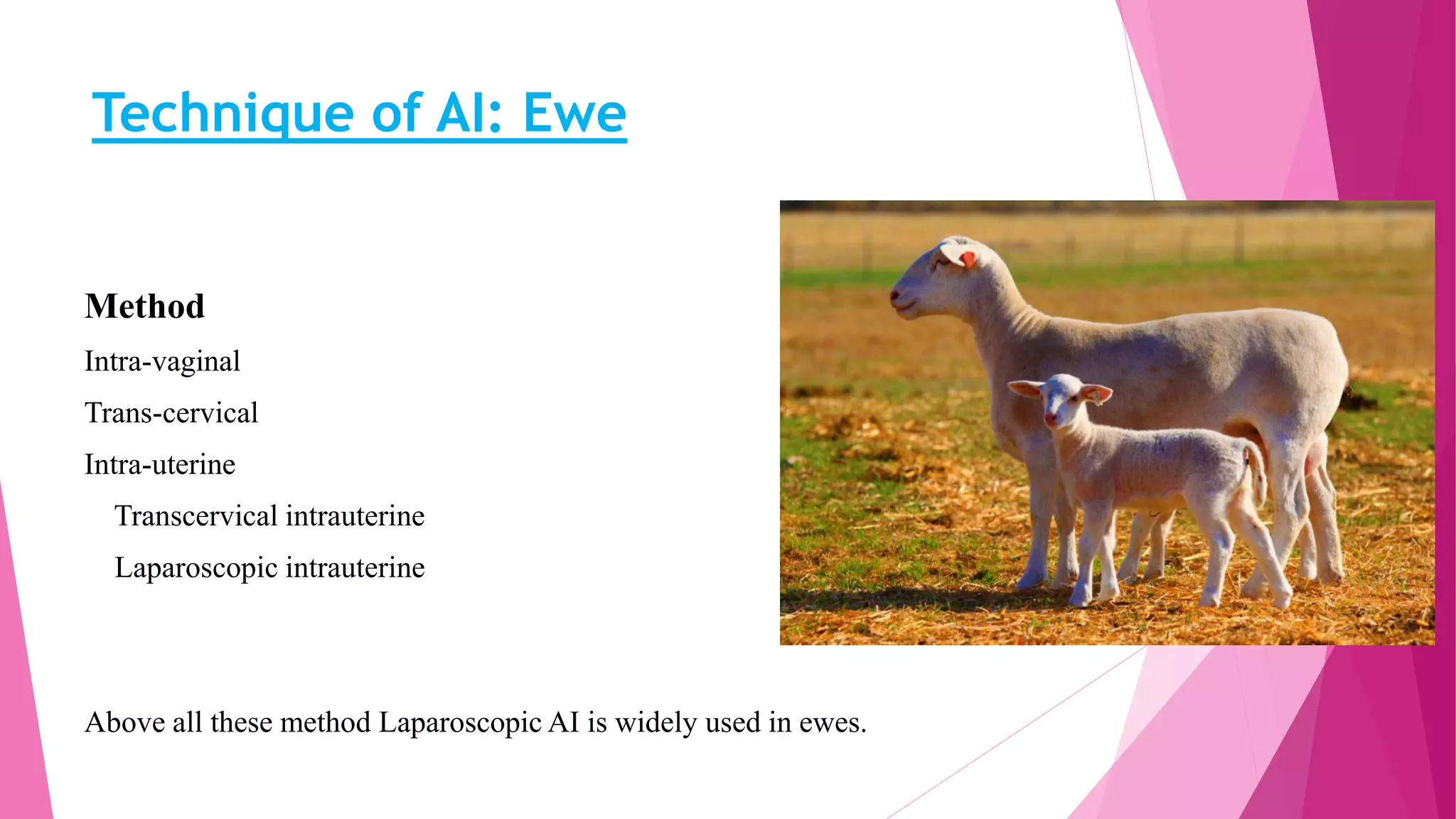 Techniques of Artificial Insemination in Cow, Doe, Ewe and Chicken | PDF