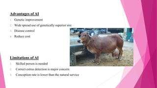 Techniques of Artificial Insemination in Cow, Doe, Ewe and Chicken | PPT