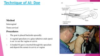 Techniques of Artificial Insemination in Cow, Doe, Ewe and Chicken | PPT