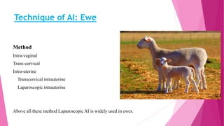 Techniques of Artificial Insemination in Cow, Doe, Ewe and Chicken | PPT