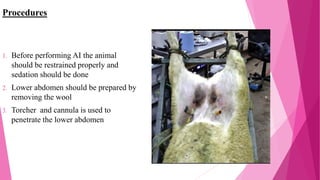 Techniques of Artificial Insemination in Cow, Doe, Ewe and Chicken | PDF
