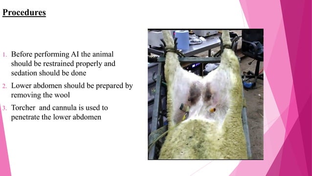 Techniques of Artificial Insemination in Cow, Doe, Ewe and Chicken | PPT