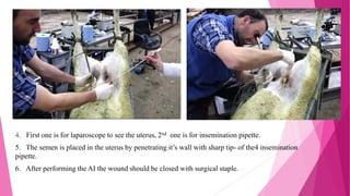 Techniques of Artificial Insemination in Cow, Doe, Ewe and Chicken | PDF