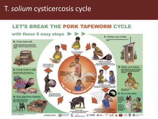 Taenia solium cysticercosis: Risk factors, perceptions and practices in ...