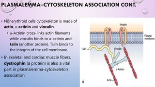 AIUWA INTRO AND REVIEW OF CELL.pdf