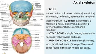 SKELETAL SYSTEM.pptx