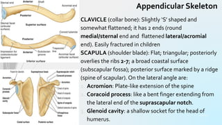 SKELETAL SYSTEM.pptx