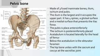 SKELETAL SYSTEM.pptx
