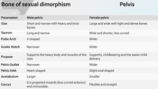 SKELETAL SYSTEM.pptx