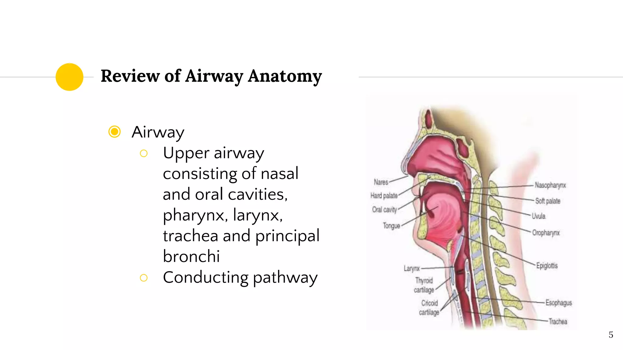 airway managemnt.pptx