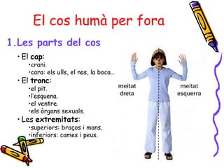 Aixi Es El Nostre Cos | PPT