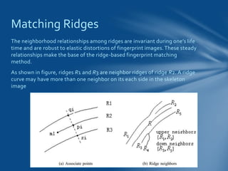 Fingerprint matching using ridge count | PPT