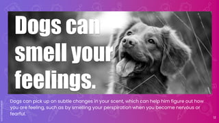 Ajak · SlidesMania.pptx