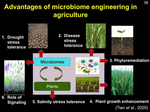 Ajayasree T. S. Seminar ppt (Microbiome engineering) | PPTX
