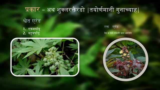 एरंड. Plant detail with uses and karna guma | PPTX