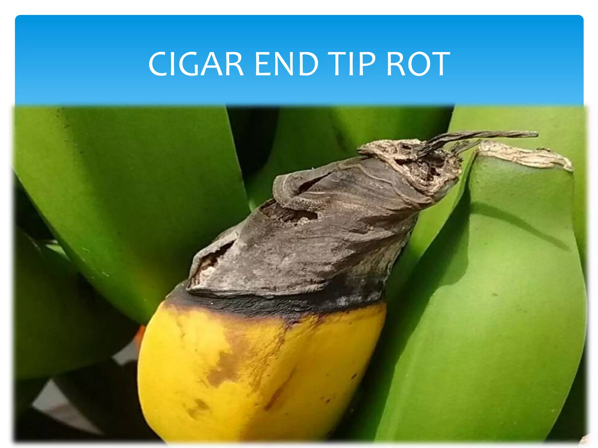 MAJOR INSECT PESTS AND DISEASES OF BANANA | PPTX