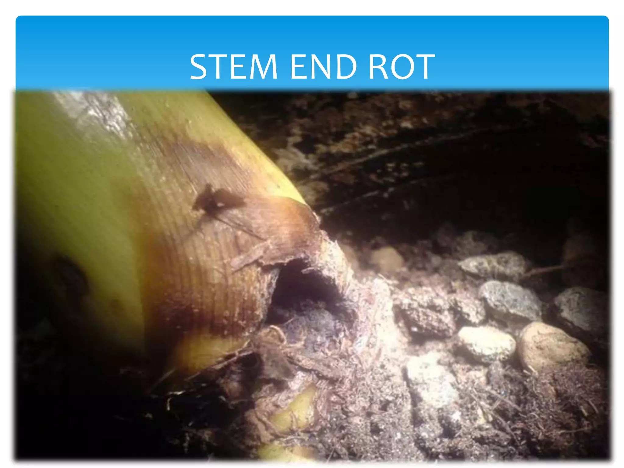 MAJOR INSECT PESTS AND DISEASES OF BANANA | PPTX