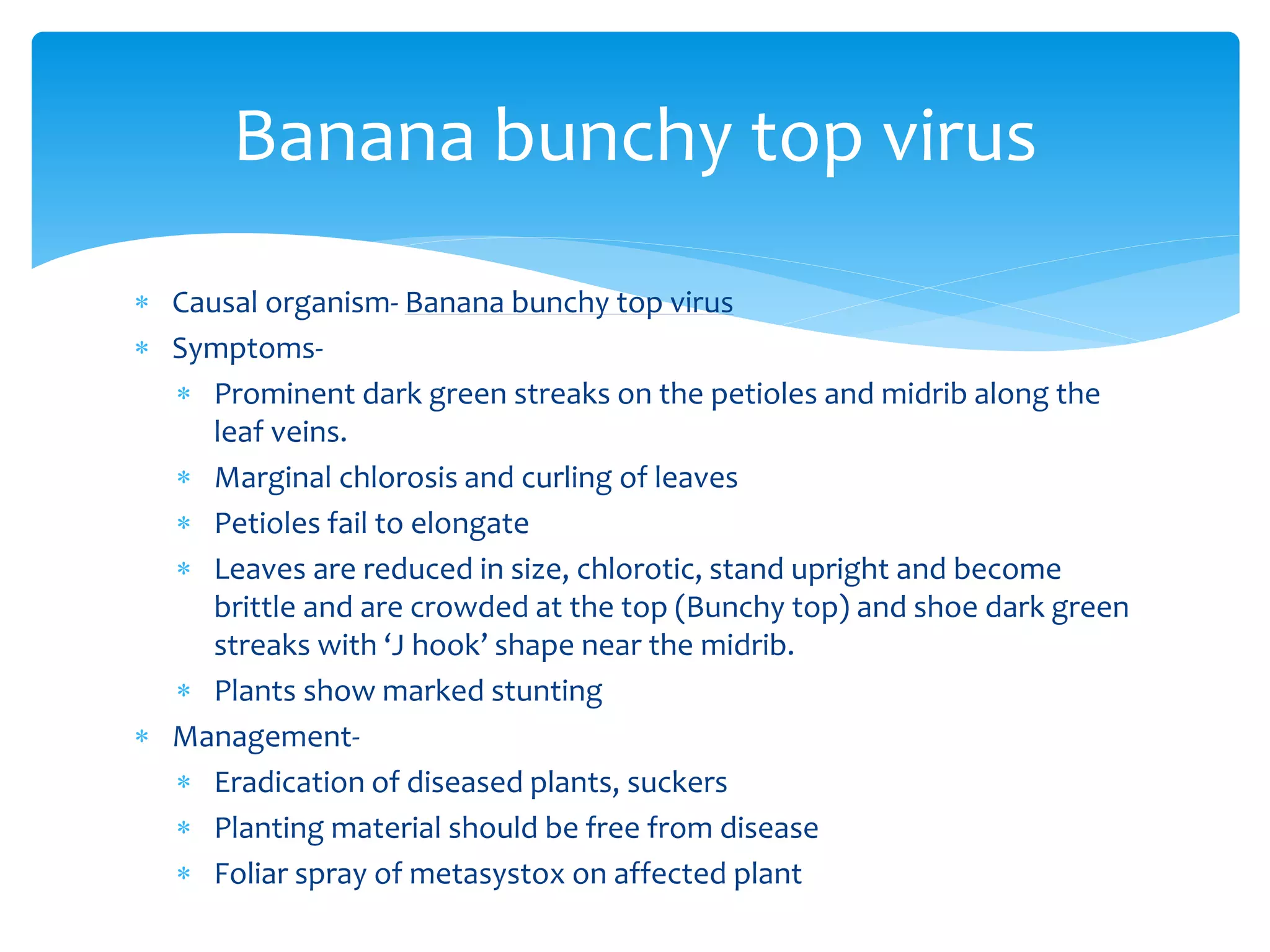 MAJOR INSECT PESTS AND DISEASES OF BANANA | PPTX