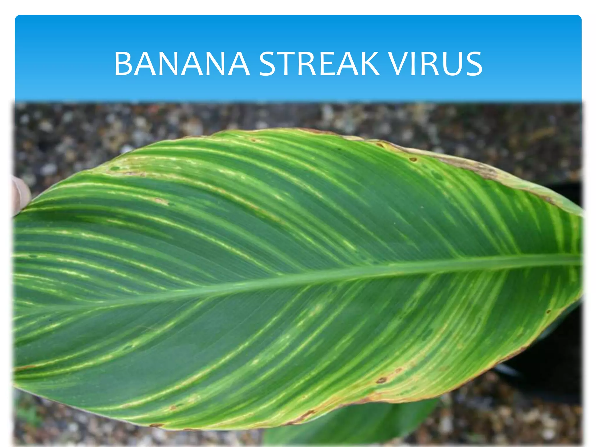 MAJOR INSECT PESTS AND DISEASES OF BANANA | PPTX