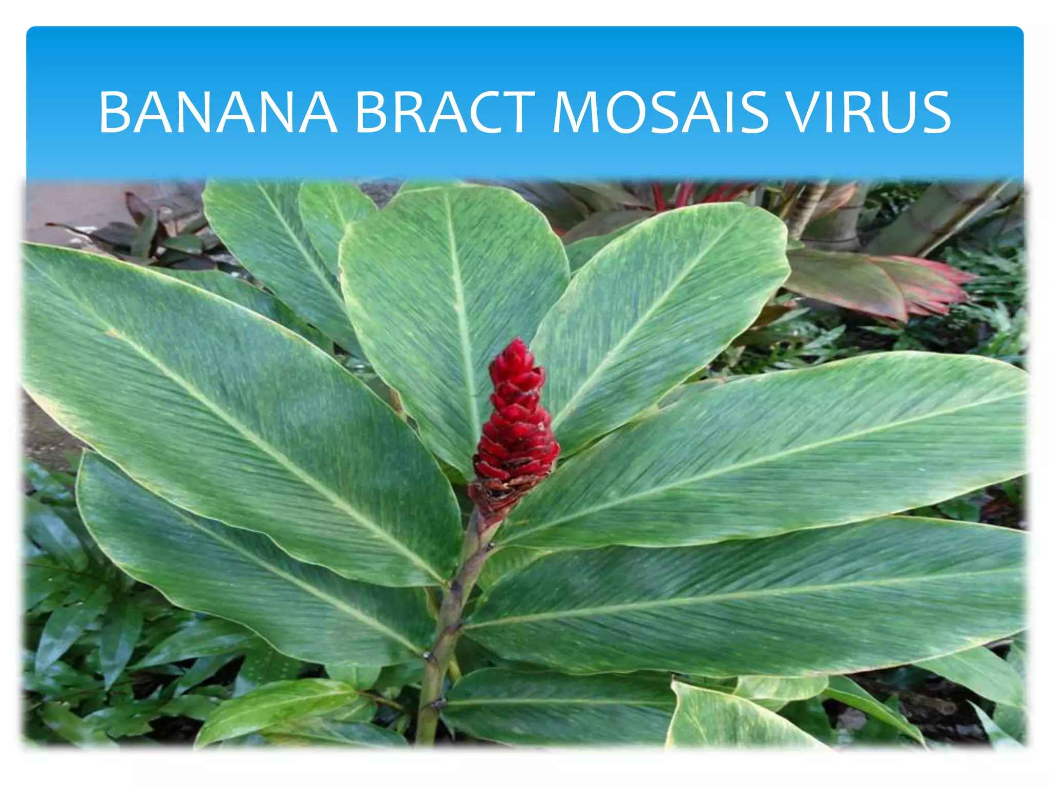 MAJOR INSECT PESTS AND DISEASES OF BANANA | PPTX