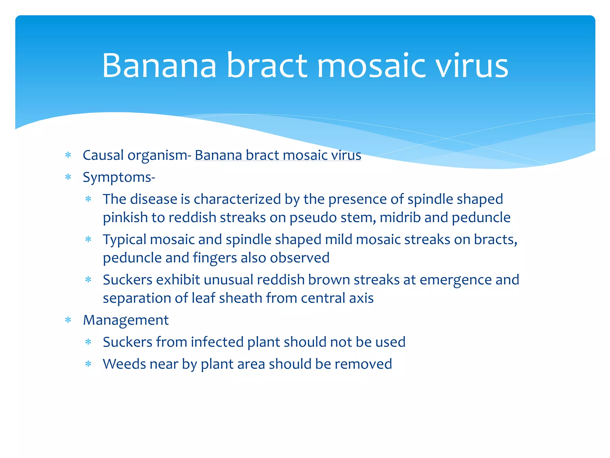 MAJOR INSECT PESTS AND DISEASES OF BANANA | PPTX
