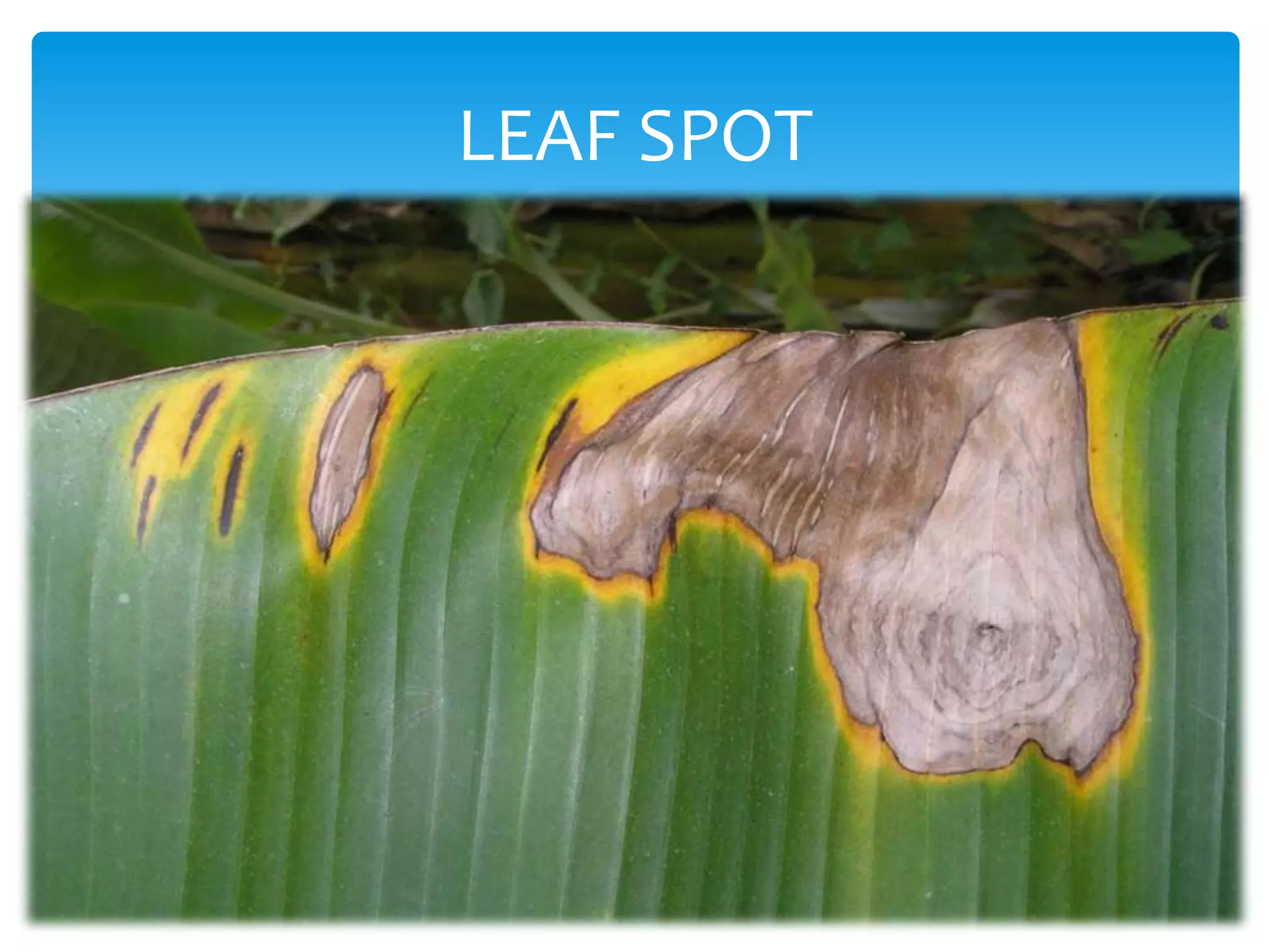 MAJOR INSECT PESTS AND DISEASES OF BANANA | PPTX