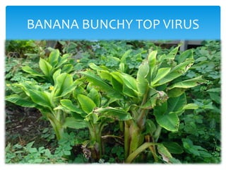 MAJOR INSECT PESTS AND DISEASES OF BANANA | PPTX