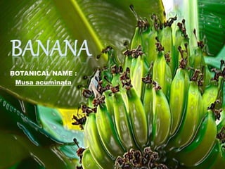 MAJOR INSECT PESTS AND DISEASES OF BANANA | PPTX