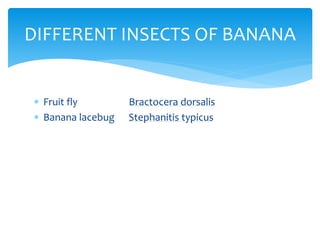 MAJOR INSECT PESTS AND DISEASES OF BANANA | PPTX