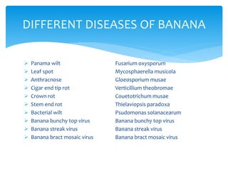 MAJOR INSECT PESTS AND DISEASES OF BANANA | PPTX