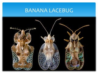 MAJOR INSECT PESTS AND DISEASES OF BANANA | PPTX