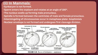 Ajay Negi (B.Sc. Med-III)- Fertilization.pptx | Infertility ...